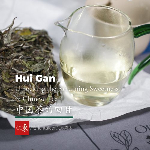 Hui Gan: Unlocking the Returning Sweetness in Chinese Tea – Orientaleaf