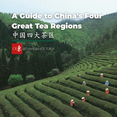 Exploring China’s Four Great Tea Regions: A Terroir Guide – Orientaleaf